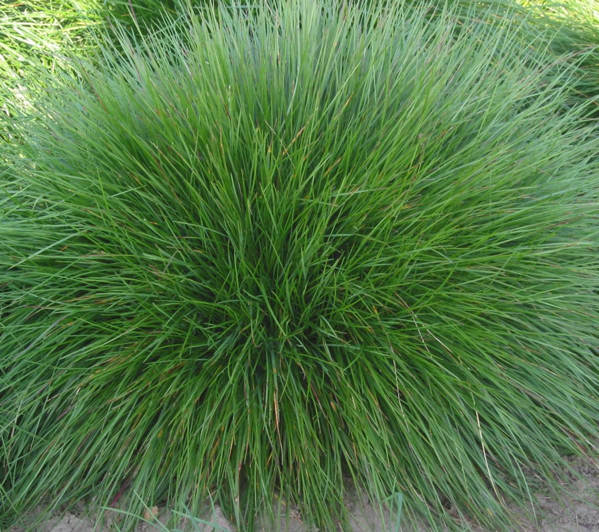 Gräser-Vorstellung: Festuca rubra commutata - Horstrotschwingel